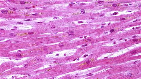 Cardiac Muscle Wikipedia
