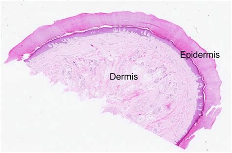 Skin The Integumentary System Histology Education