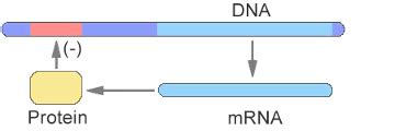 Model A Gene Regulation Pathway Matlab Simulink
