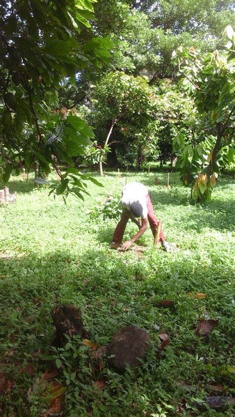Cocoa Farming Future Initiative Grenada Developing Cffis Model Cocoa Farm