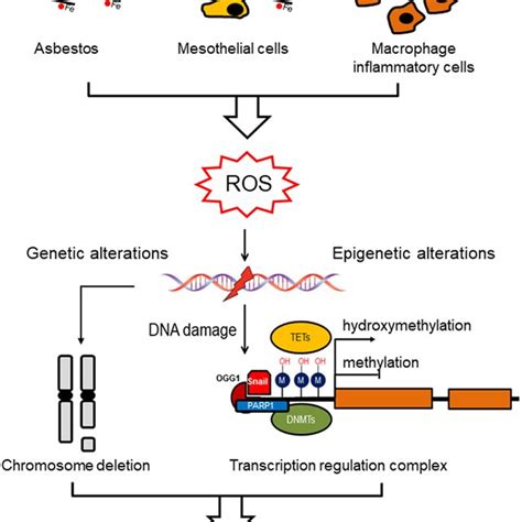 Asbestos Induces Genomicepigenomic Alterations Driving Malignant