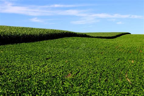 Soybean And Corn Cultivation In The South Of Brazil Beautiful Green