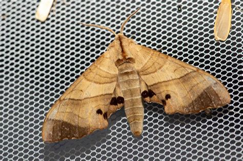 モモスズメ 虫の写真と生態なら昆虫写真図鑑ムシミル