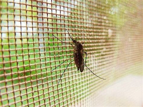 How To Get Rid Of Mosquitoes In House 5 Best Ways In 2020