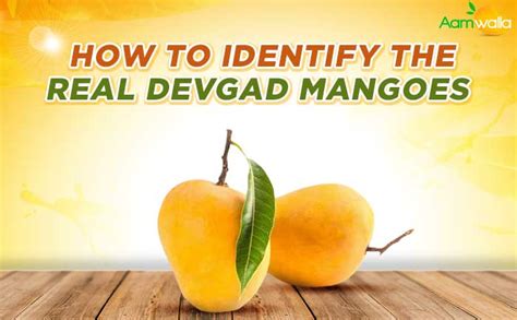 Identify Real Devgad Mangoes Organic Alphonso Mangoes Aam Walla