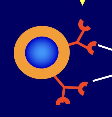 Immune System Introduction Flashcards Quizlet