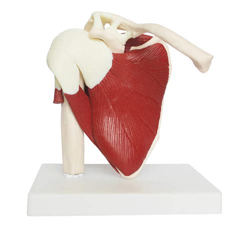 Buy Xieji Scientific Medical Anatomical Human Functional Shoulder Joint