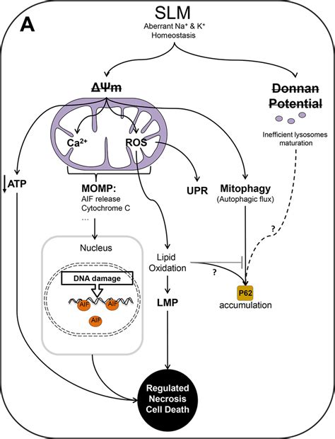 Schematic Representation Of The Authors Proposed Model Of The Action