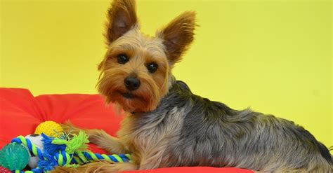 다채로운 배경 위에 장난감을 든 요크셔 테리어 · 무료 스톡 사진