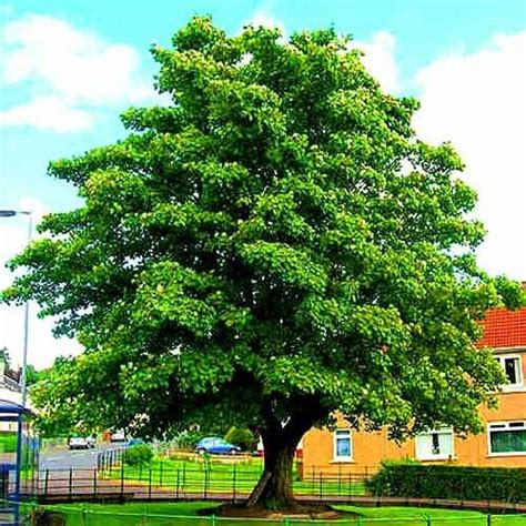 Sycamore Tree Mart