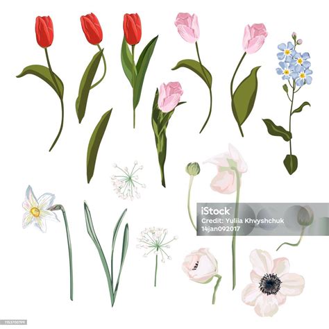 핑크 레드 튤립 나뭇잎 말미에 피는 꽃 잊으 시 고 잊지 마세요 흰색 배경에 고립 된 식물 그림 0명에 대한 스톡 벡터 아트 및 기타 이미지 Istock