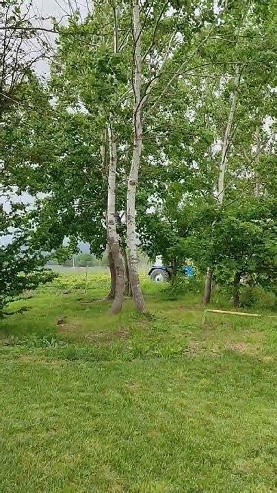 Синий трактор🫣 азербайджан баку май2024 Azərbaycan шемаха
