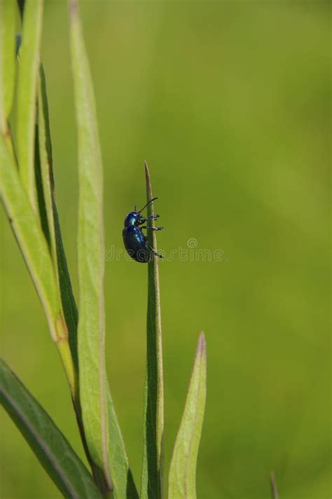 Cobalt Milkweed Beetle Resting On The Leaf Of Swam Milkweed Stock Photo