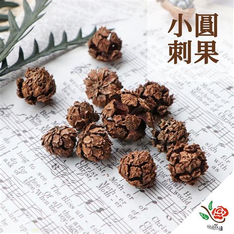小圓刺果 實拍圖 現貨 極度花燥 足球果 乾燥果實 果實 花圈 乾燥花 永生花 花材 聖誕節 萬聖節 藤圈 聖誕花圈 蝦皮購物