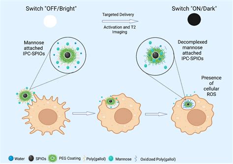 Incorporation Of Targeting Biomolecule Improves Interpolymer Complex S Ijn