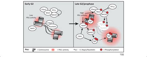 Switching Polo Like Kinase 1 On And Off In Time And Space Trends In