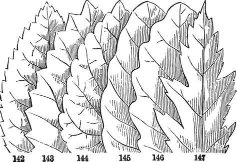 Kinds Of Margin Of Leaves Vintage Illustration Leaves Dentate Margin