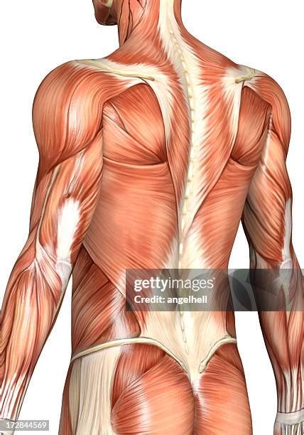 Músculos De La Espalda Anatomía Humana