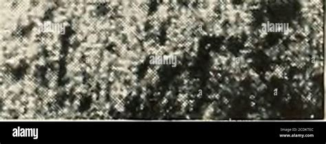 Bulletin Of The Massachusetts Department Of Mental Diseases Slb