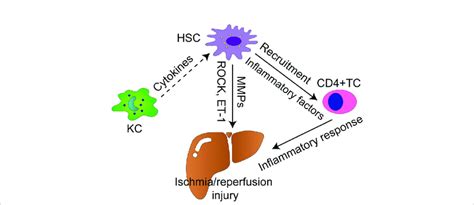 Cellular And Molecular Mechanisms By Which HSCs Modulate Liver IRI