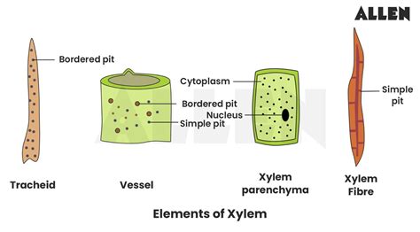 Xylem Longitudinal Bone Xylem Collection Of Photo Prints And Ts