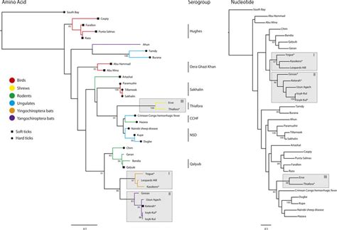Phylogenetic Trees Of A Partial Sequence 466 Nucleotides Or 154 Amino