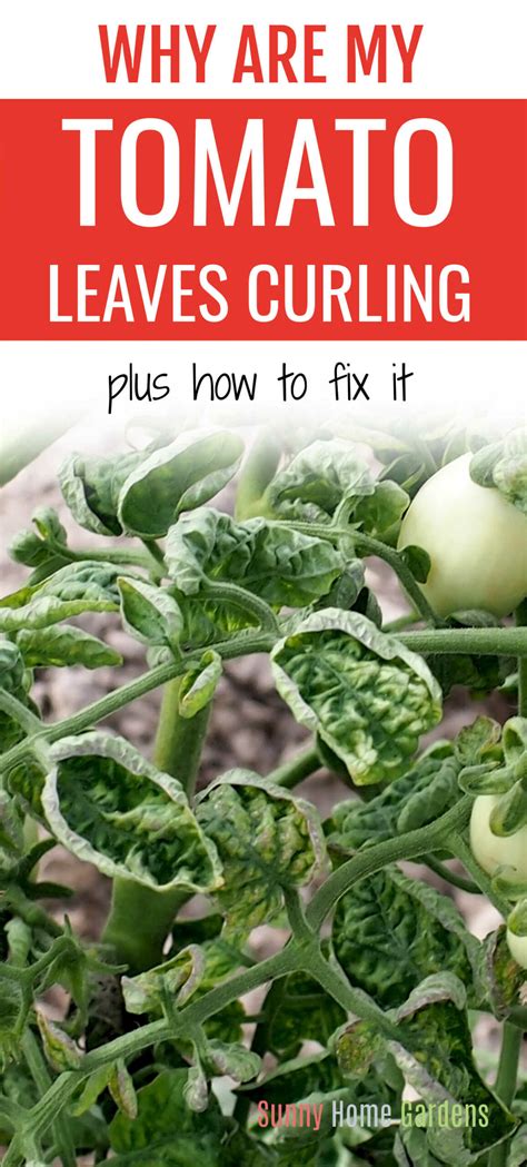 Why Are My Tomato Leaves Curling And How To Fix It Sunny Home Gardens