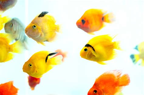 수족관에서 다채로운 혈액 앵무새 Cichlid 물고기 공격성에 대한 스톡 사진 및 기타 이미지 공격성 괴짜 귀여운