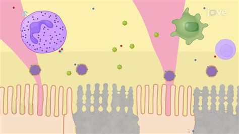 Intrabronchial Instillation Of Streptococcus Pneumoniae In
