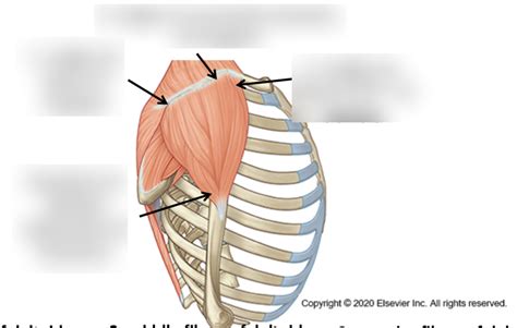 Intro To The Musculoskeletal System Diagram Quizlet