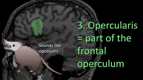 1 Does Trying To Remember Inferior Frontal Gyrus Anatomy Leave You
