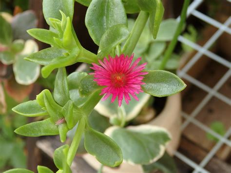 花咲く多肉植物たち Kimiteaの花日記 楽天ブログ