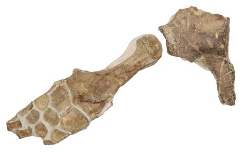 27 2 Fossil Plesiosaur Paddle And Coracoid Asfla Morocco 199983