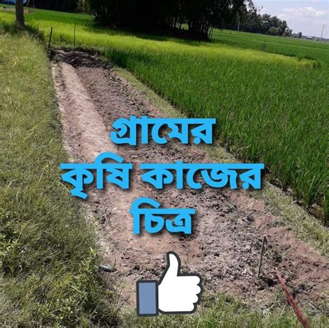 গ্রামের কৃষি কাজের চিত্র Kulaura