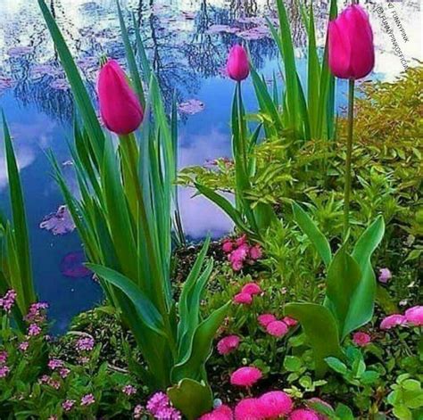 ميعار شاكر الآن