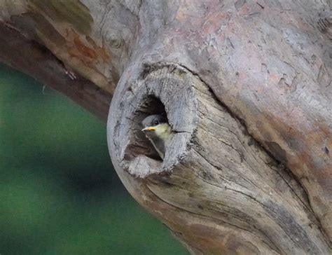 シジュウカラの巣立ちその1 鳥を見るtorimi82のブログ