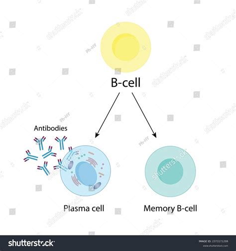 Bcell Leukocytes B Lymphocytes Plasma Cell Stock Vector Royalty Free