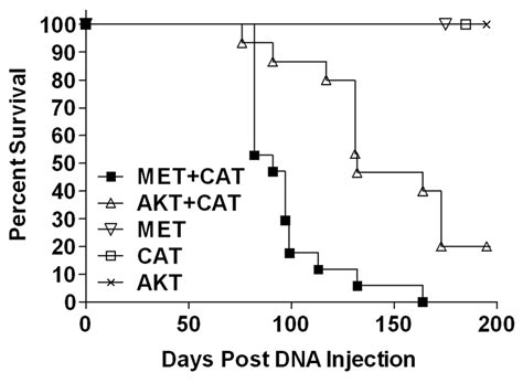 Survival After Hydrodynamic Delivery Of Oncogene Expressing Sb