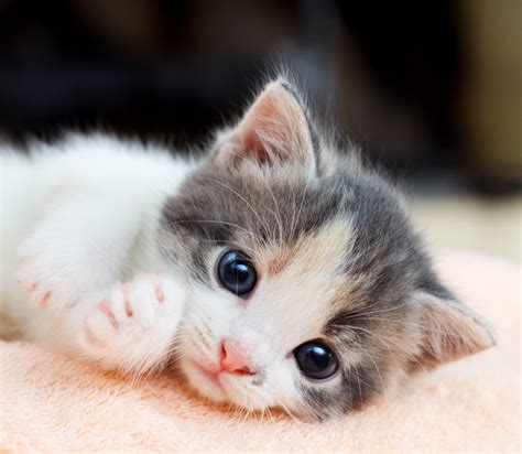 Bartonella Aka Cat Scratch Disease How To Care For The Cat