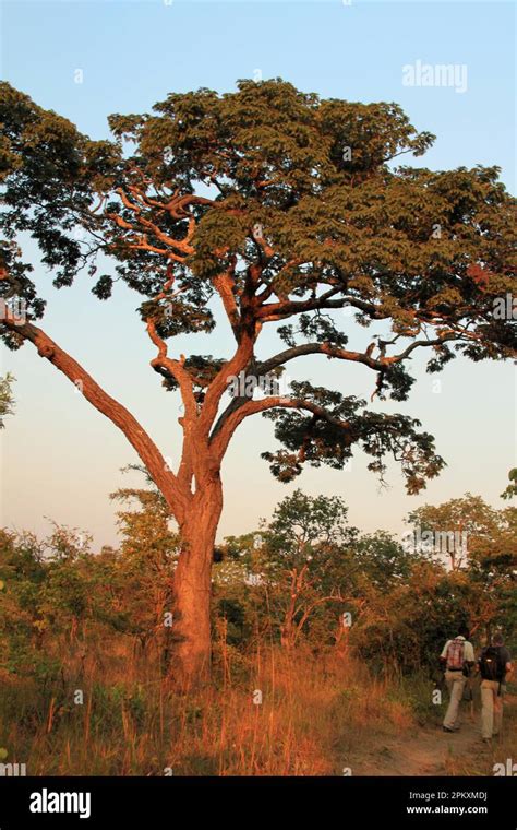 Miombo Tree Brachystegia Spec Kafue National Park Zambia Stock