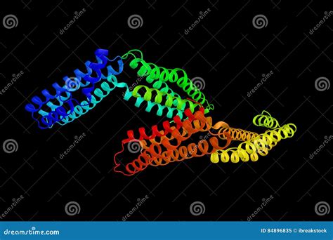 Alpha Catenin Suggested To Function As A Linking Protein Between