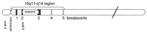 Schematic Representation Of Chromosome 15 Showing The Five Recurrent Download Scientific