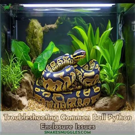 Choosing The Right Ball Python Enclosure Guide To Creating Ideal Habitat
