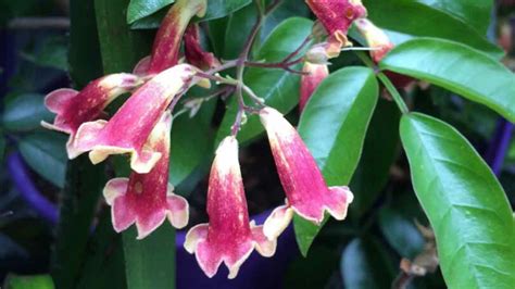 Pandorea Pandorana Ruby Belle Nurseries Online