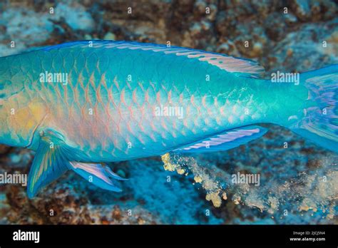 The Terminal Or Final Phase Of A Supermale Ember Parrotfish Scarus Rubroviolaceus Defecating