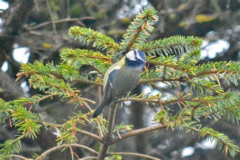 Outer Hebrides Birds Home Facebook