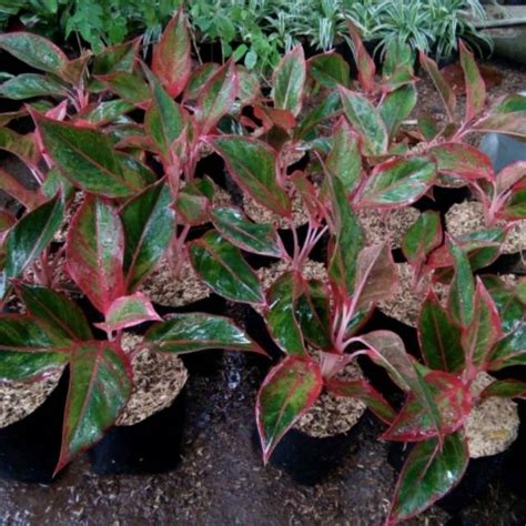 Jual Bibit Tanaman Aglaonema Lipstick Siam Aurora Pohon Aglonema