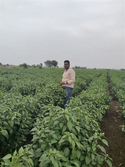 revanna kademane on linkedin syngenta new hph 1863 plots vigit in