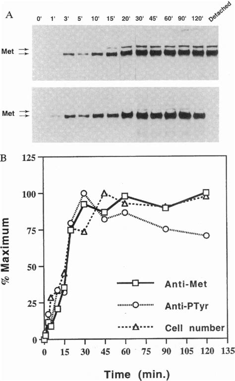 Figure 3 From Cellular Adherence Elicits Ligand Independent Activation