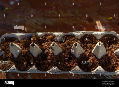 Sustainable Egg Carton Seedling Container Recycled And Reused As